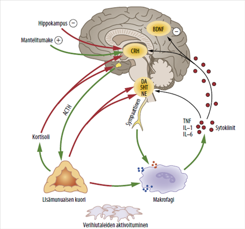 Masennus systeemisairautena