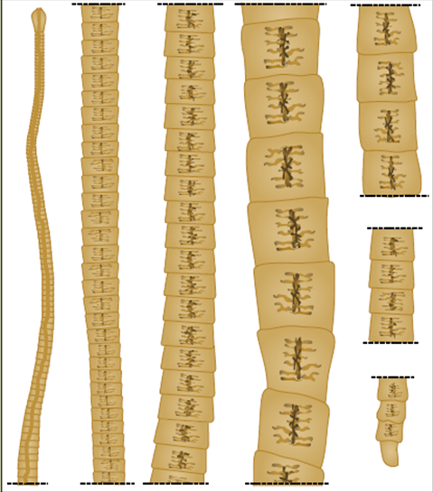 Lapamato - uhanalainen kansallisparasiittimme?