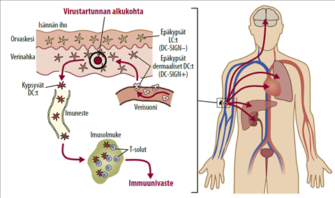 Niveljalkaisten välityksellä leviävät virukset hyödyntävät isännän ...