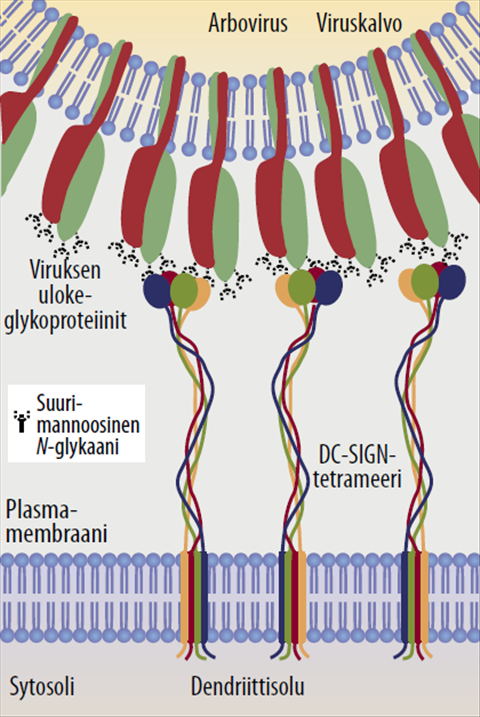 Niveljalkaisten välityksellä leviävät virukset hyödyntävät isännän ...
