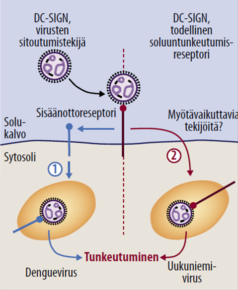Niveljalkaisten välityksellä leviävät virukset hyödyntävät isännän ...