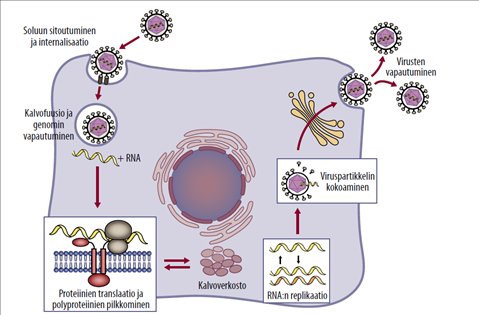 C-hepatiitti-infektion lääkehoito: kohti viruksen hävittämistä elimistöstä