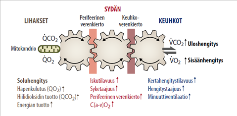 Spiroergometria fyysisen suorituskyvyn ja sitä rajoittavien tekijöiden ...