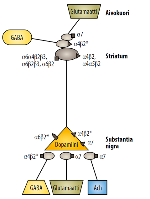 Nikotiini ja neurologiset sairaudet - haitallisellakin aineella voi ...