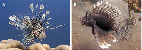 Myrkyllisten trooppisten merenelävien aiheuttamat ongelmat
