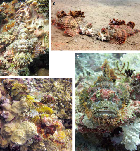 Myrkyllisten trooppisten merenelävien aiheuttamat ongelmat