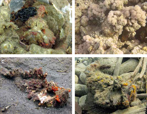 Myrkyllisten trooppisten merenelävien aiheuttamat ongelmat