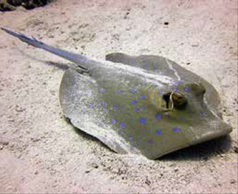 Myrkyllisten trooppisten merenelävien aiheuttamat ongelmat