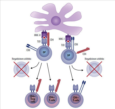 Immunologinen toleranssi