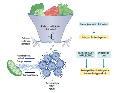 Vitamiinisignalointi rappeumatautien taustalla