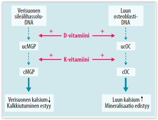 K-vitamiini: koagulaatiosta kalkkiutumiseen