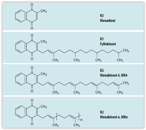 K-vitamiini: koagulaatiosta kalkkiutumiseen