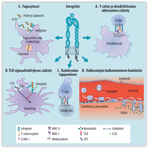 Verisolujen integriinit ja taudit