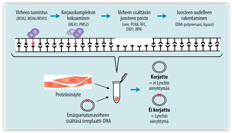 DNA:n korjausmekanismien häiriöt ja niiden lääketieteellinen merkitys