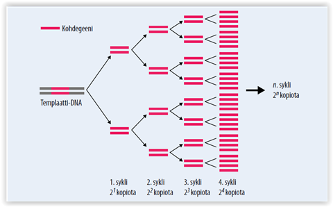 Nukleiinihapon osoitus parasitologisessa diagnostiikassa