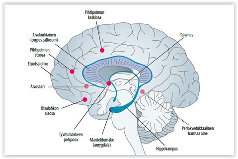 Mielihyvä, mielipaha ja ihmisen aivot