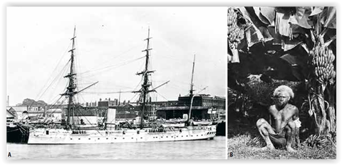 Tuhkarokko - unohtuva uhka