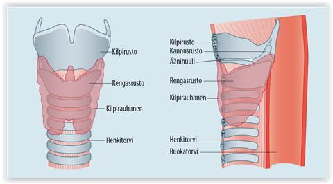 Erilaistuneen kilpirauhassyövän invaasio hengitysteihin ...