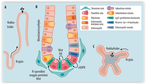 Suoliston kantasolut