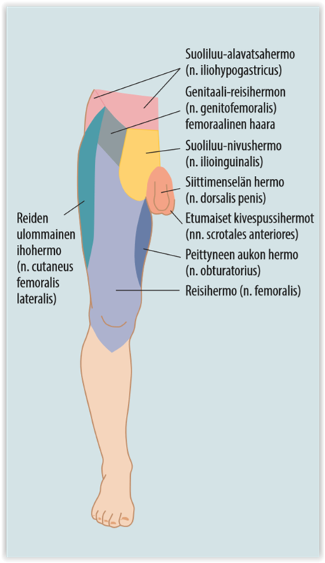 Nivustyräleikkauksen jälkeinen kipu - haaste kirurgille