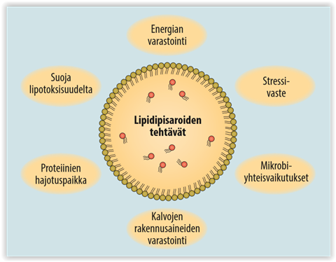 Kuinka solut varastoivat rasvaa?