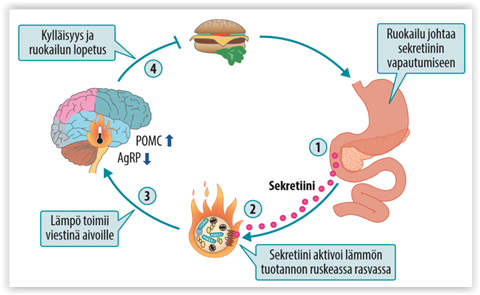 Ruskean rasvakudoksen toiminta ja merkitys