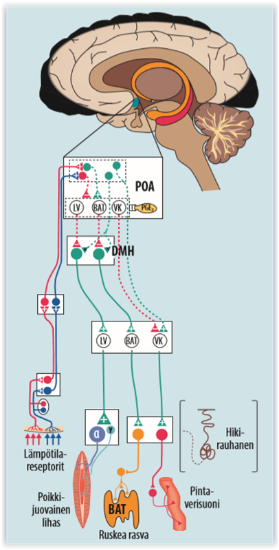 Mikä on normaali kehon lämpötila?