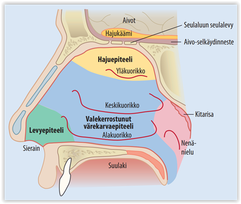 Nenän suolavesihuuhtelu