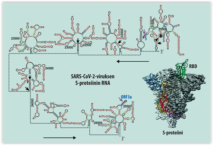 Virukset ja me - onnistuuko sopeutuminen?