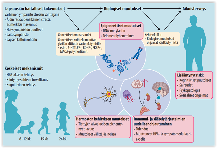 Stressin vaikutus aivoihin ja sairastuvuuteen eri ikäkausina