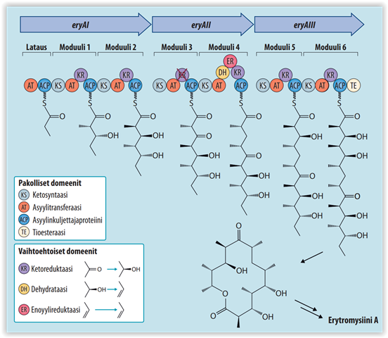 Bakteerien avulla antibiootteja mikrobi- ja syöpälääkkeiksi