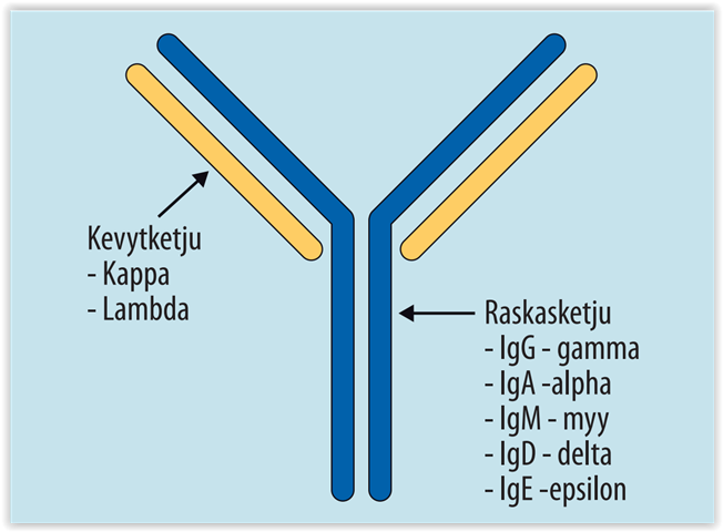 Munuaisten kannalta merkittävä monoklonaalinen gammapatia