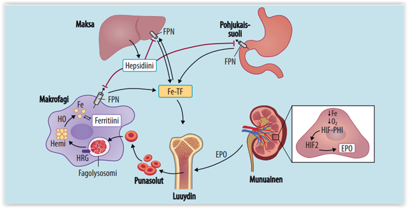 Munuaisten vajaatoiminta ja anemia