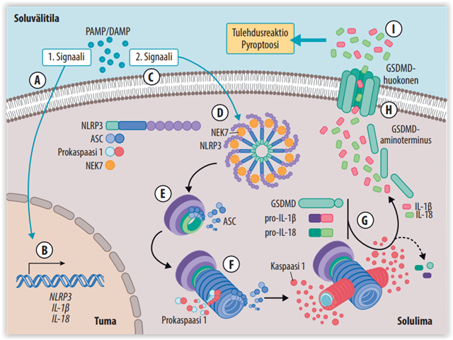 Keratitis fugax hereditaria - perinnöllinen kohtauksittainen ...