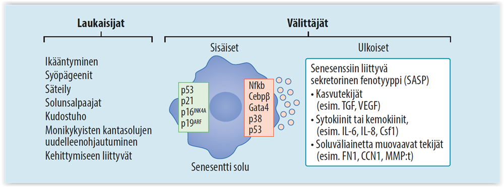 Ikääntyminen ja munuaisten toiminta