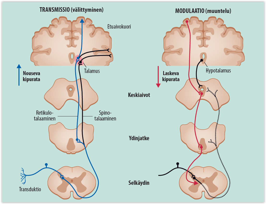 Opioidiriippuvaisen potilaan leikkauskivun hoito