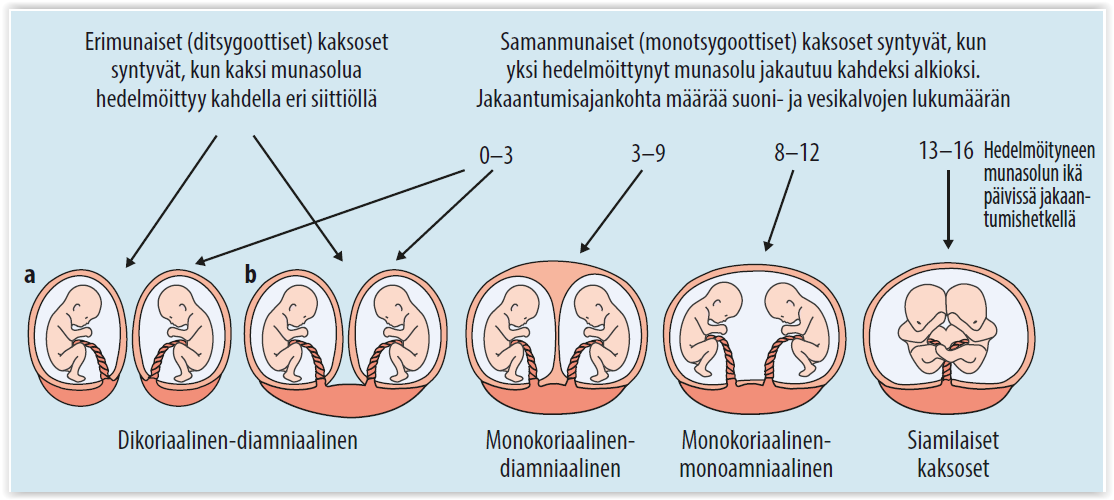 Kaksosraskaudet