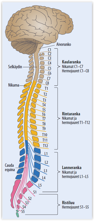 Traumaattisen selkäydinvamman akuuttihoito