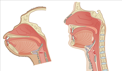 Ihmisen kuulon ja puheen evoluutio