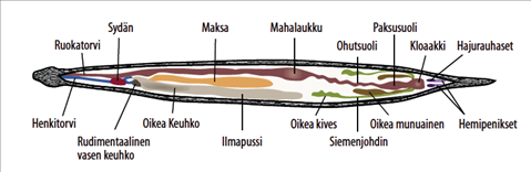 Kyy - Suomen ainoa myrkkykäärme
